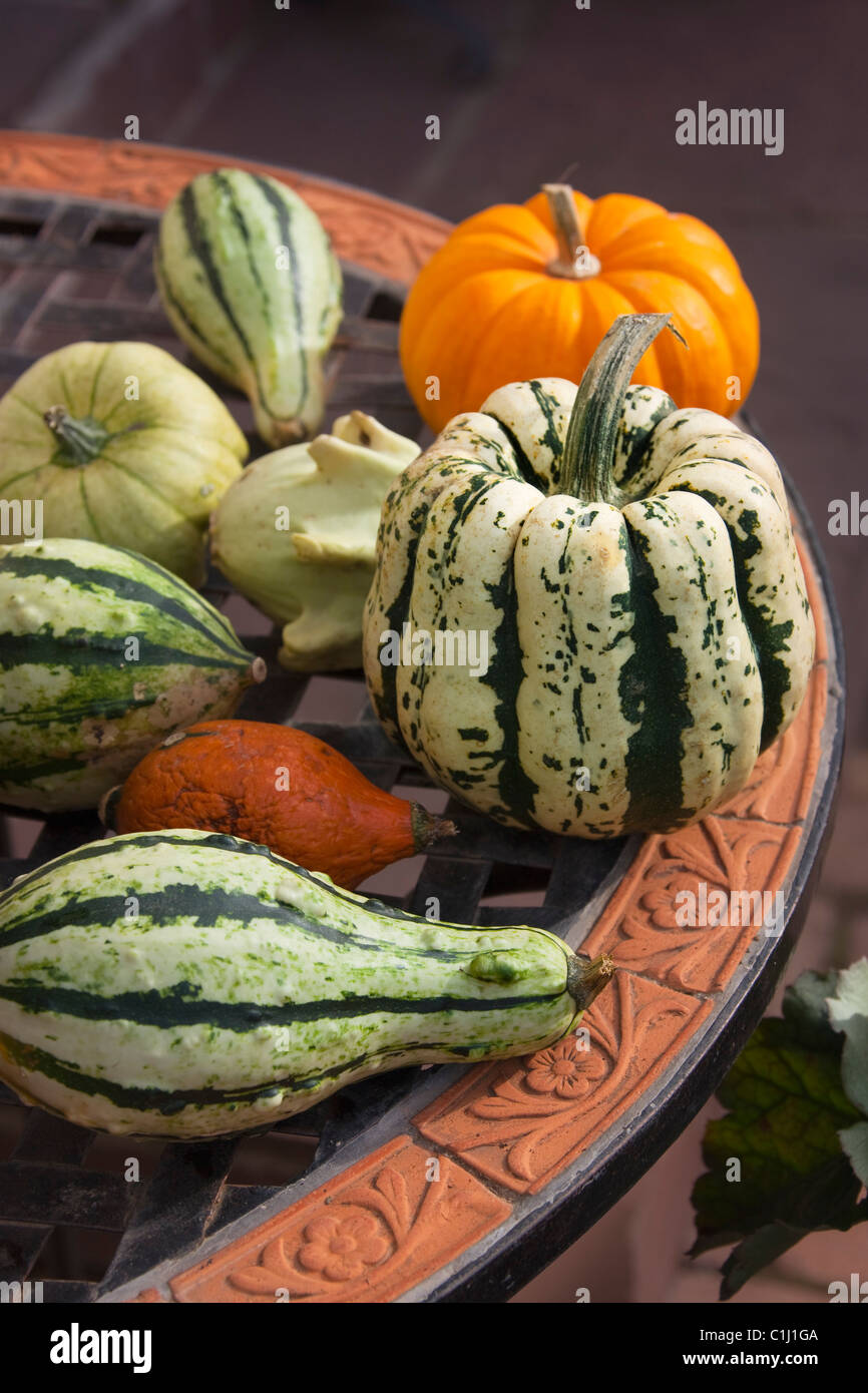 Ornamental Pumpkins and Gourds Stock Photo - Alamy
