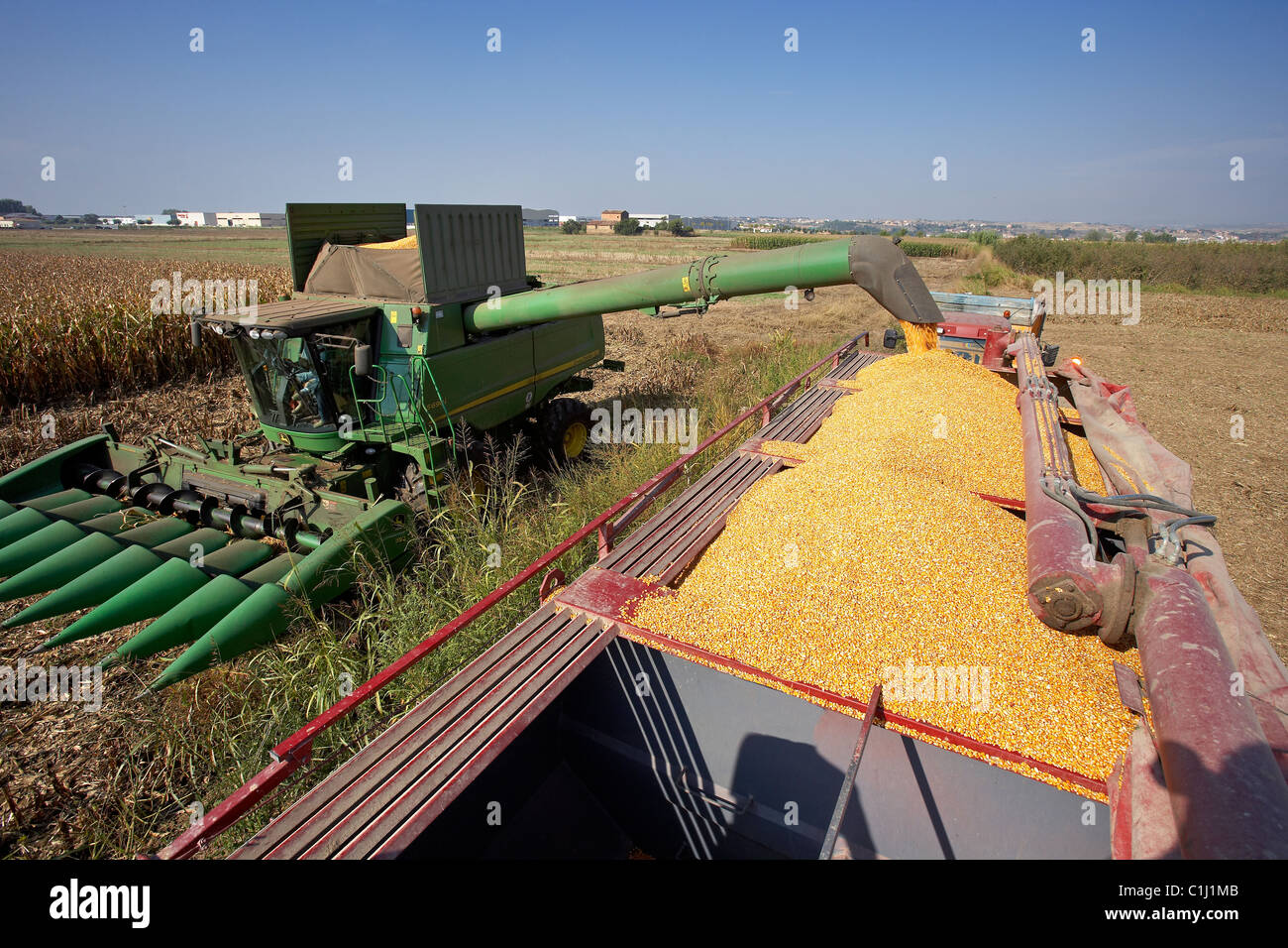 Combine harvester on field of corn unloading maize on a tow Stock Photo ...