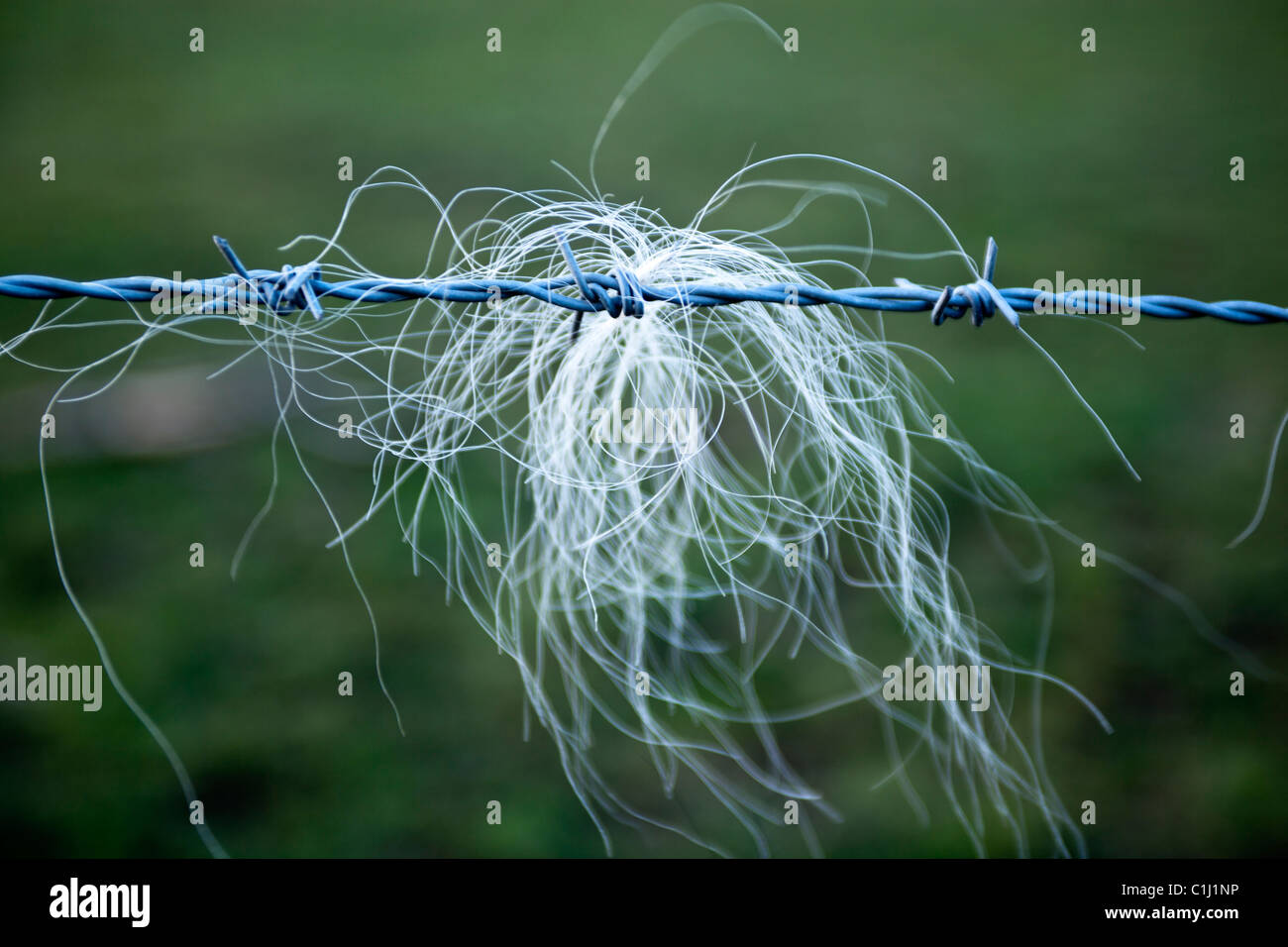 Sheeps Wool on Barbed Wire Fence Stock Photo - Alamy