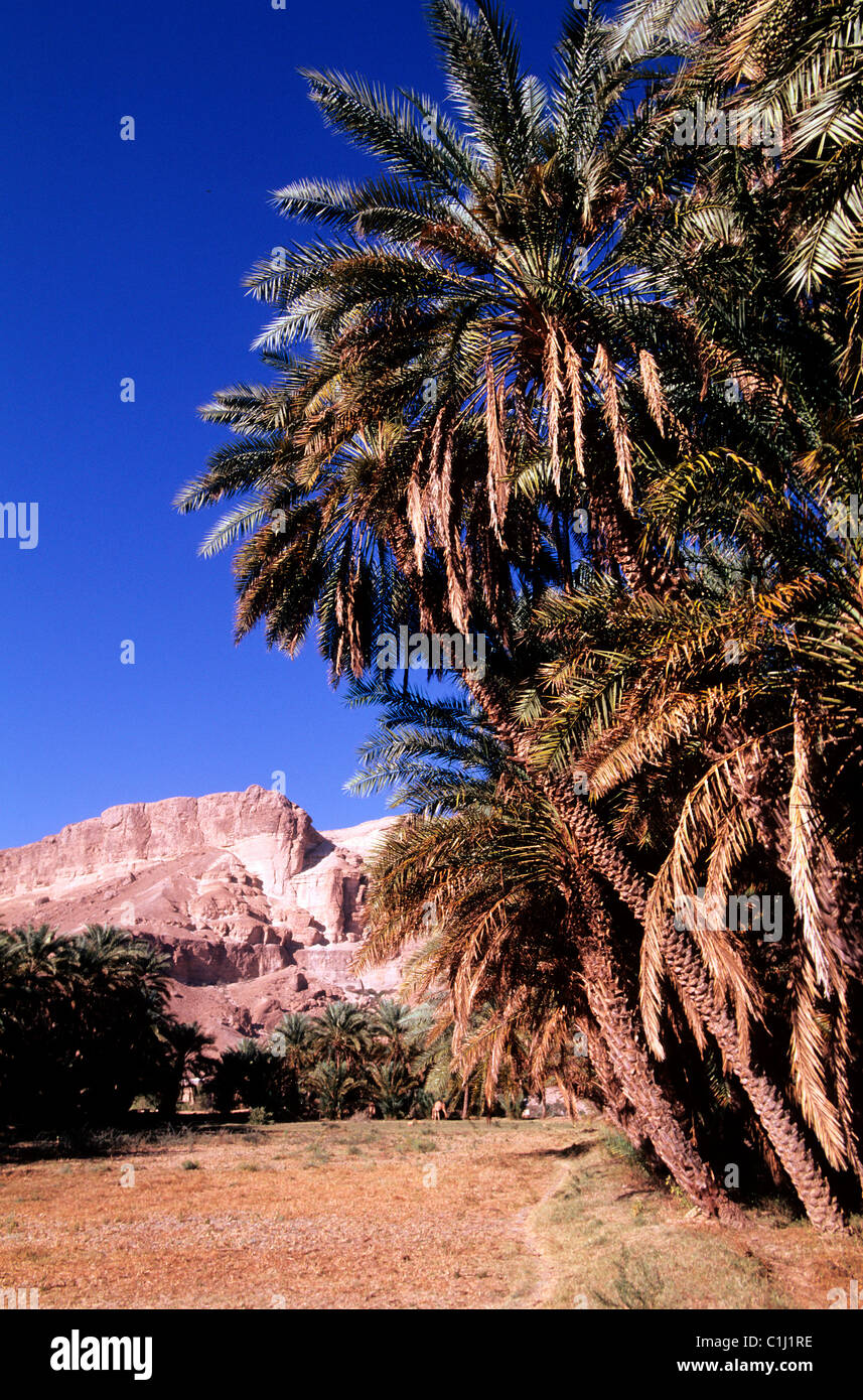 Yemen desert oasis hi-res stock photography and images - Alamy