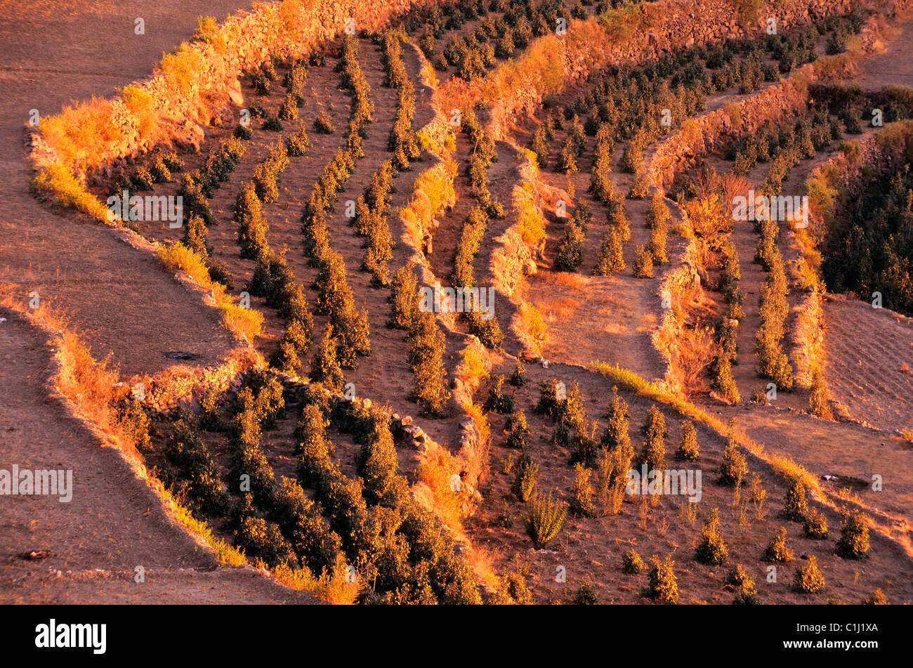 Cultivation of qat hi-res stock photography and images - Alamy