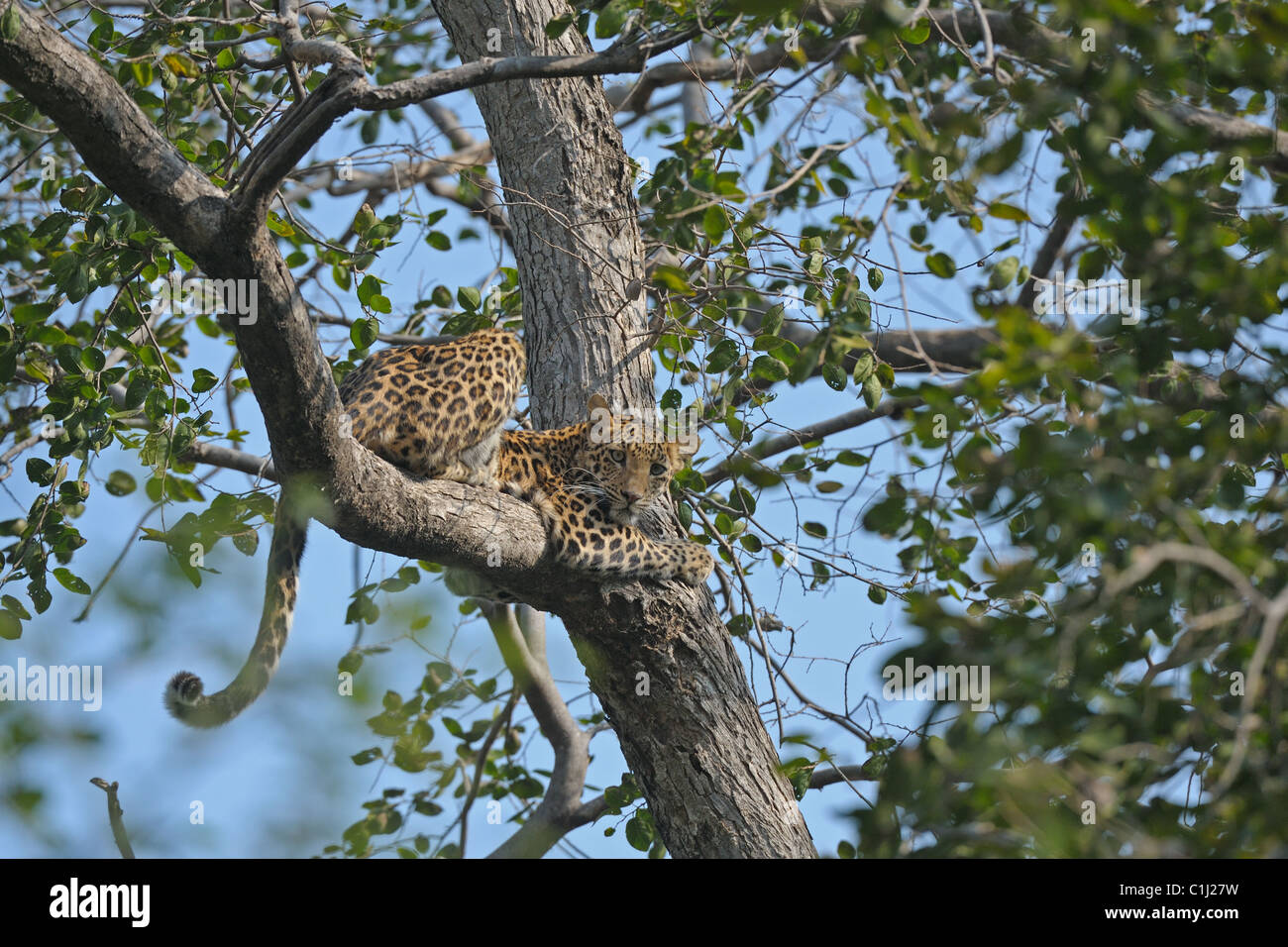 Leopard sitting on a tree in Ranthambhore national park, India Stock ...