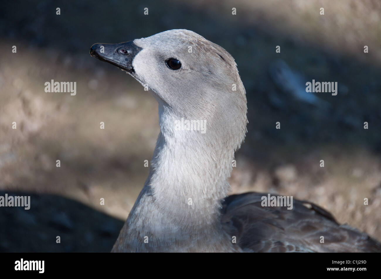 An Abyssinian blue-winged goose Stock Photo - Alamy