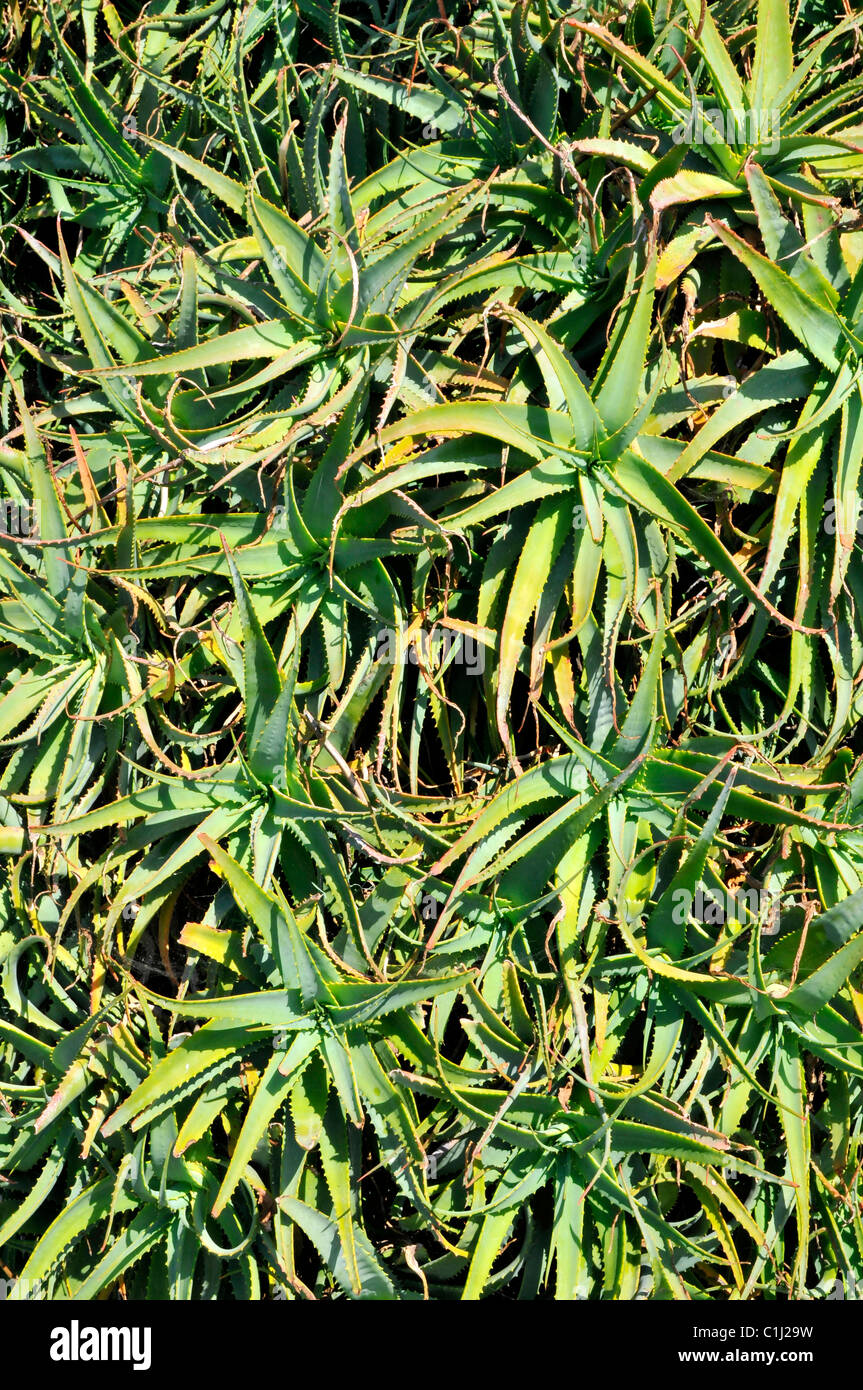 background of green cactus of genus Agave Stock Photo - Alamy