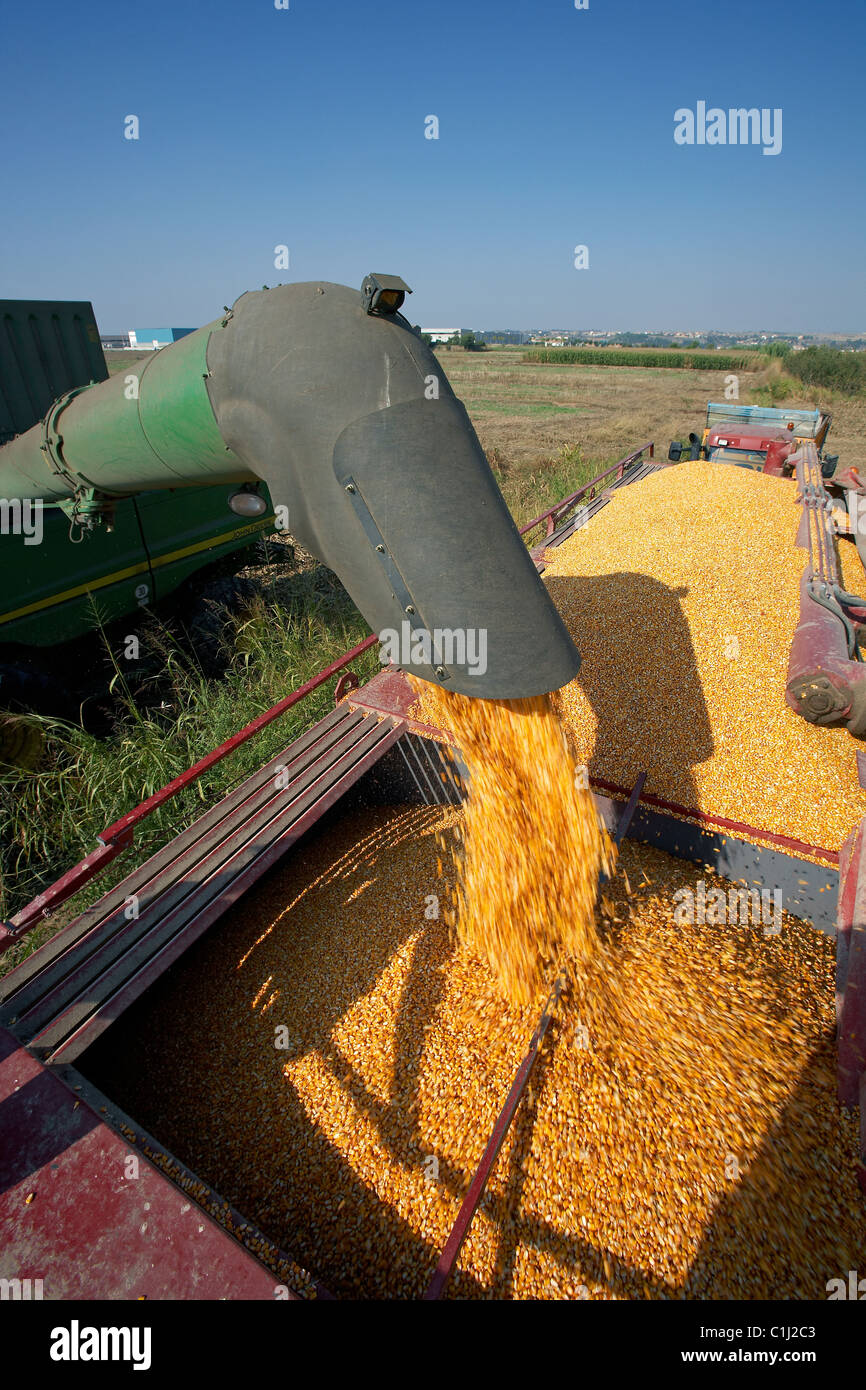 Combine harvester on field of corn unloading maize on a tow Stock Photo ...