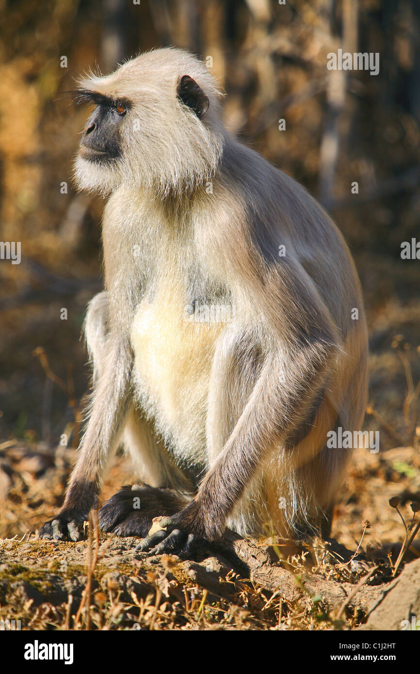 Hanuman Langur (Presbytis entellus) Sitting in a morning light, Pench ...