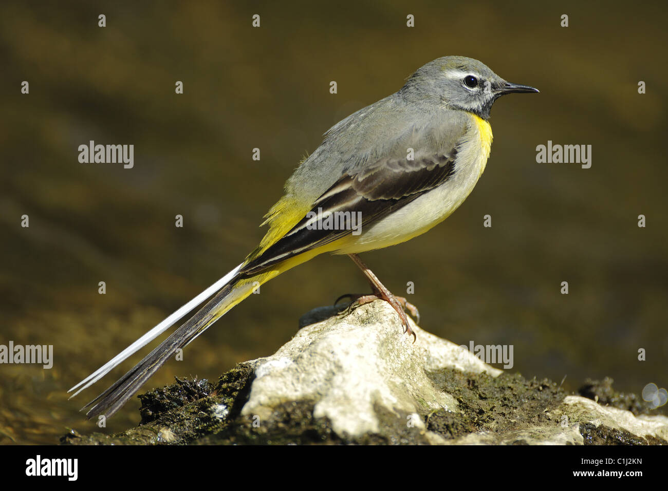 Gray wagtails hi-res stock photography and images - Alamy