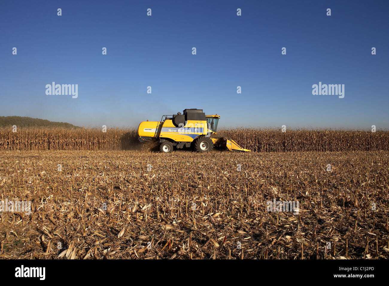 Combine harvester on field of corn Stock Photo - Alamy