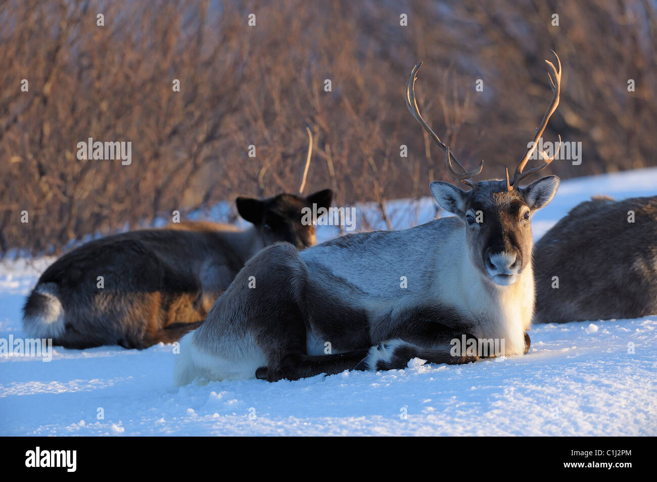 Reindeer side profile hi-res stock photography and images - Alamy