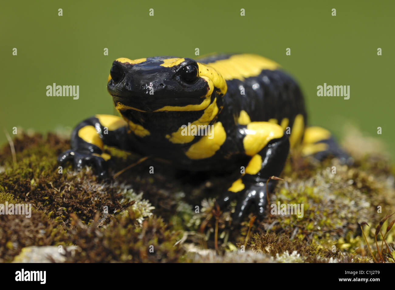 True salamander hi-res stock photography and images - Alamy