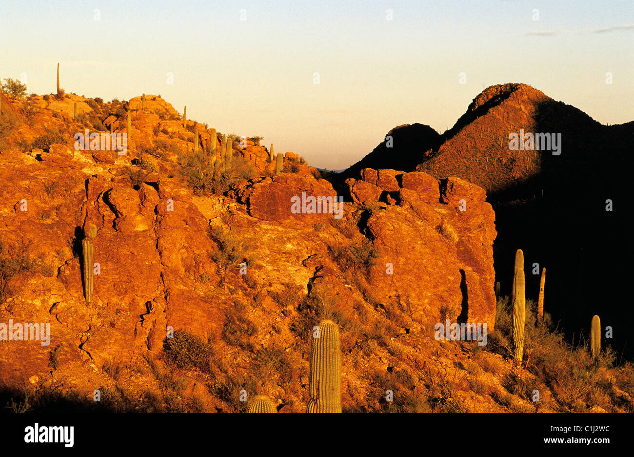United States, Arizona,Sonora desert at dusk Stock Photo - Alamy