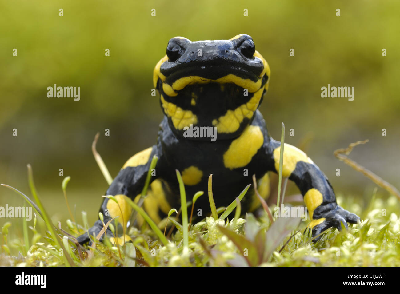Fire salamander hi-res stock photography and images - Alamy