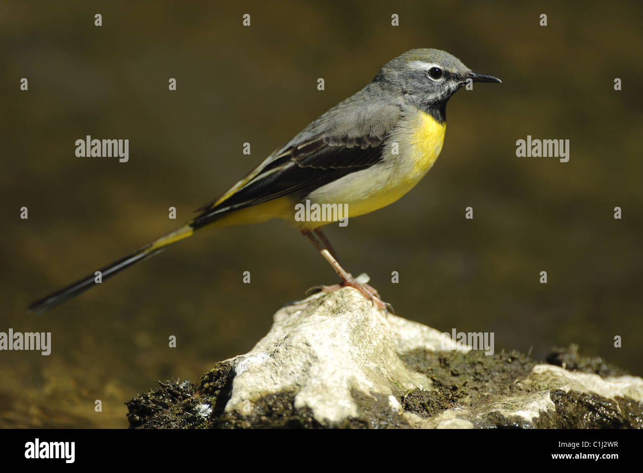 Grey wagtail wildlife hi-res stock photography and images - Alamy