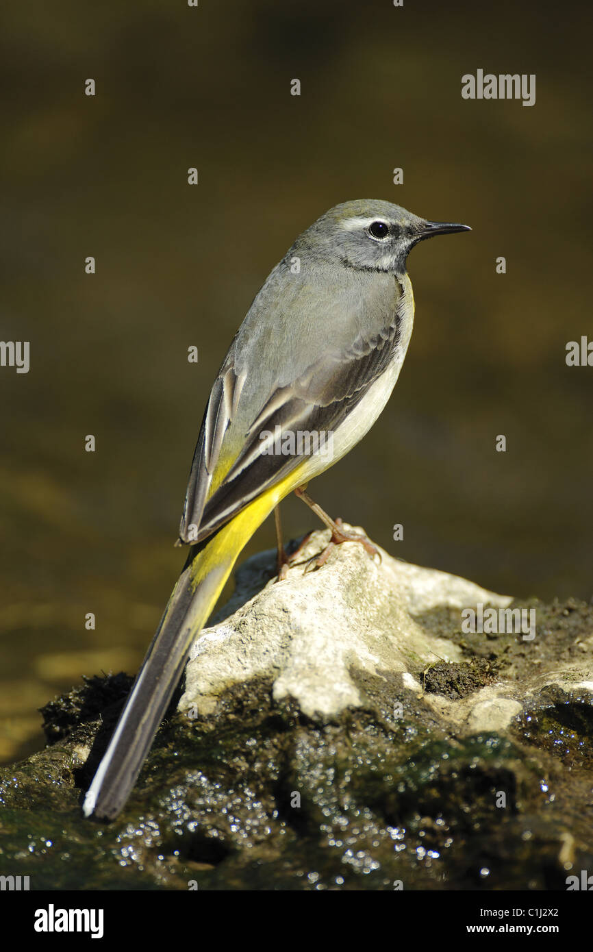 Gray wagtails hi-res stock photography and images - Alamy