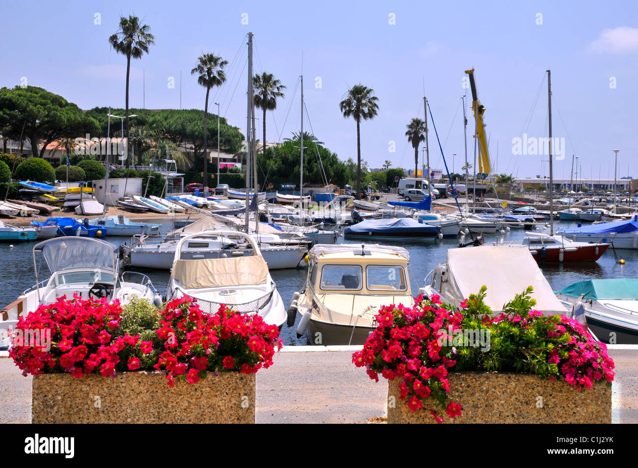 Port "handiplage" at cannes in southeastern France with red petunia ...