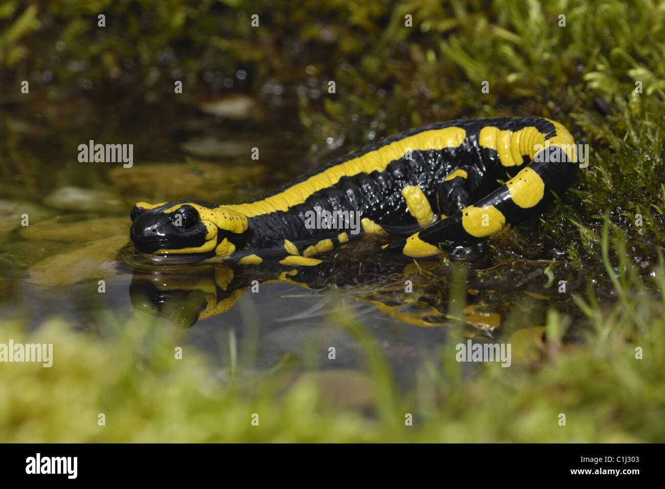 Salamandra salamand hi-res stock photography and images - Alamy