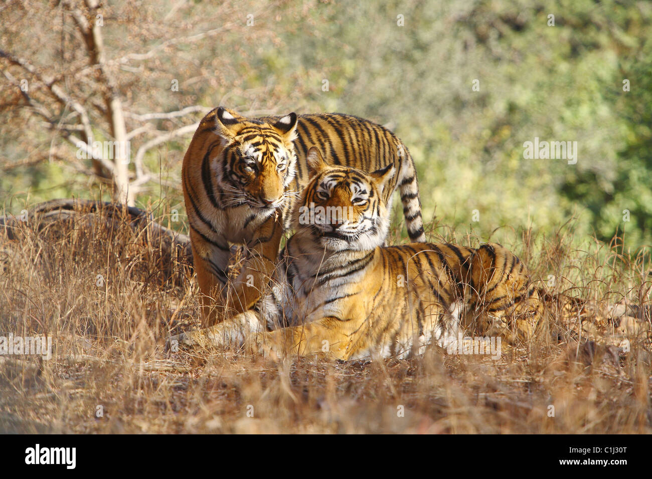 Young tigers playing in the forrest hi-res stock photography and images ...