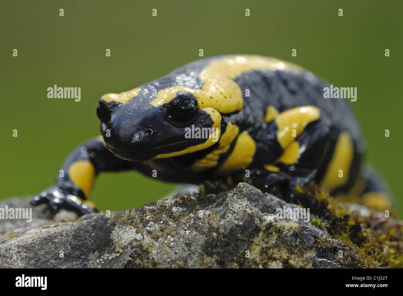 Wildlife wirbeltiere hi-res stock photography and images - Alamy