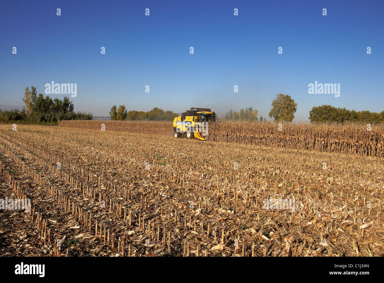 Combine harvester corn hi-res stock photography and images - Alamy