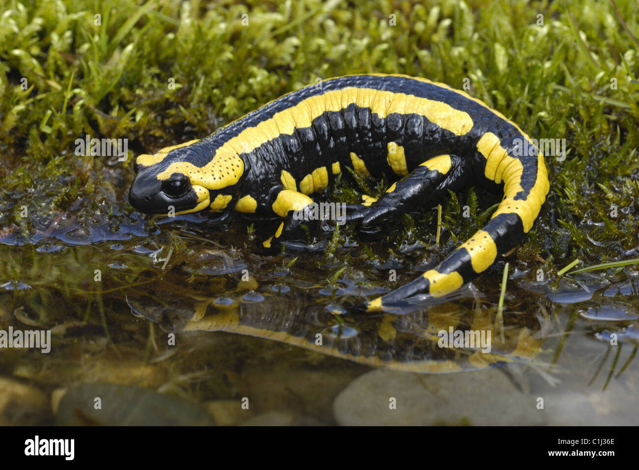 Fire salamander hi-res stock photography and images - Alamy