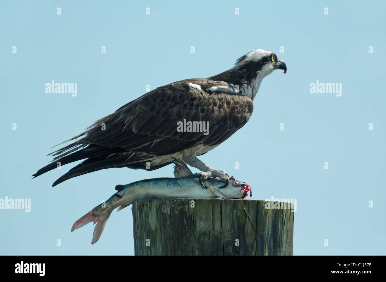 Pandian hi-res stock photography and images - Alamy