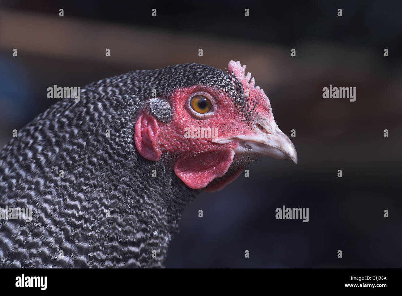 Partridge Rock Chicken