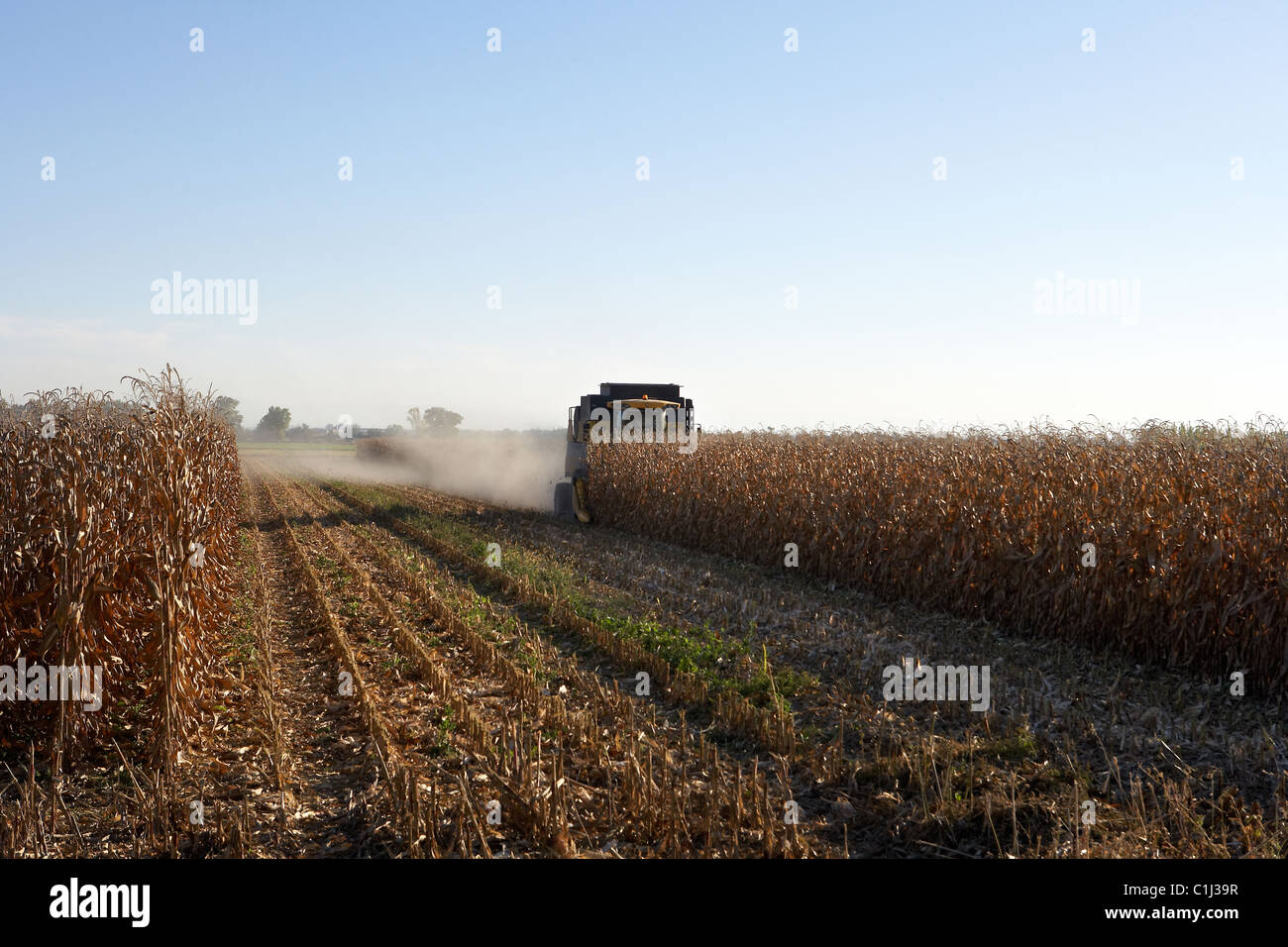 Combine harvester corn hi-res stock photography and images - Alamy