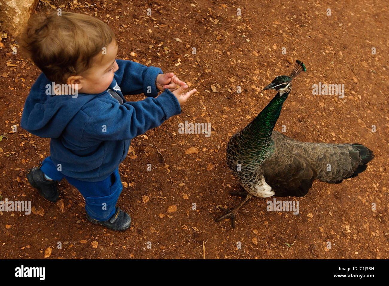 Baby peacocks hi-res stock photography and images - Alamy