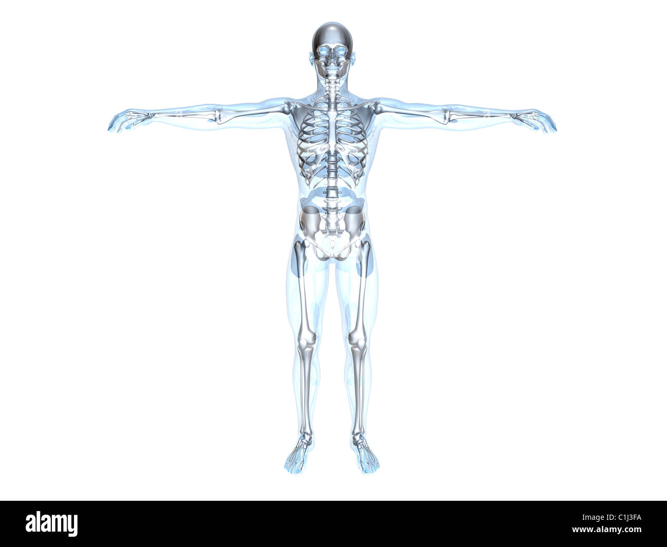 A male, human, translucent Body Stock Photo - Alamy