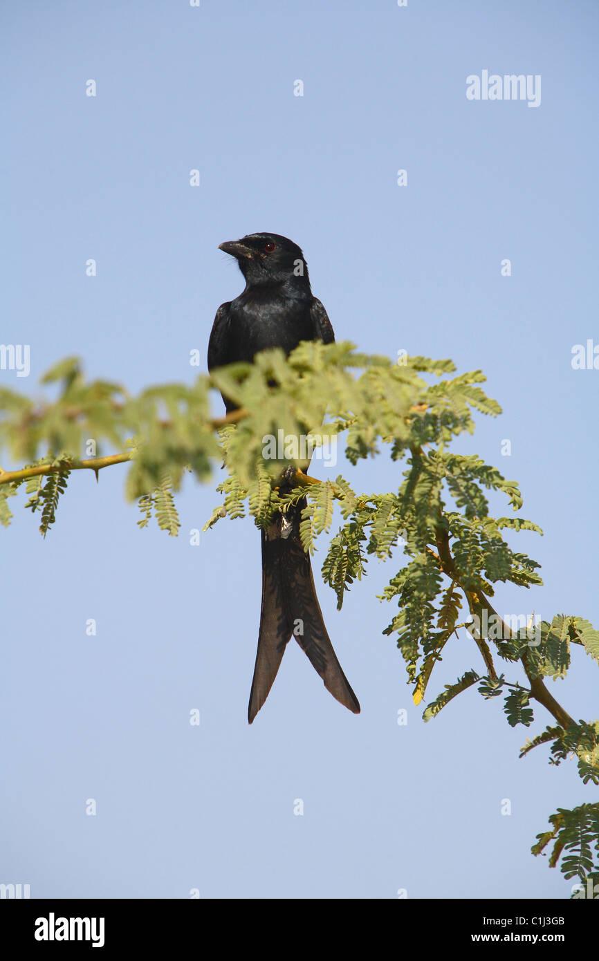 A Black Drongo (Dicrurus macrocercus) sitting on a bush Kanha National ...