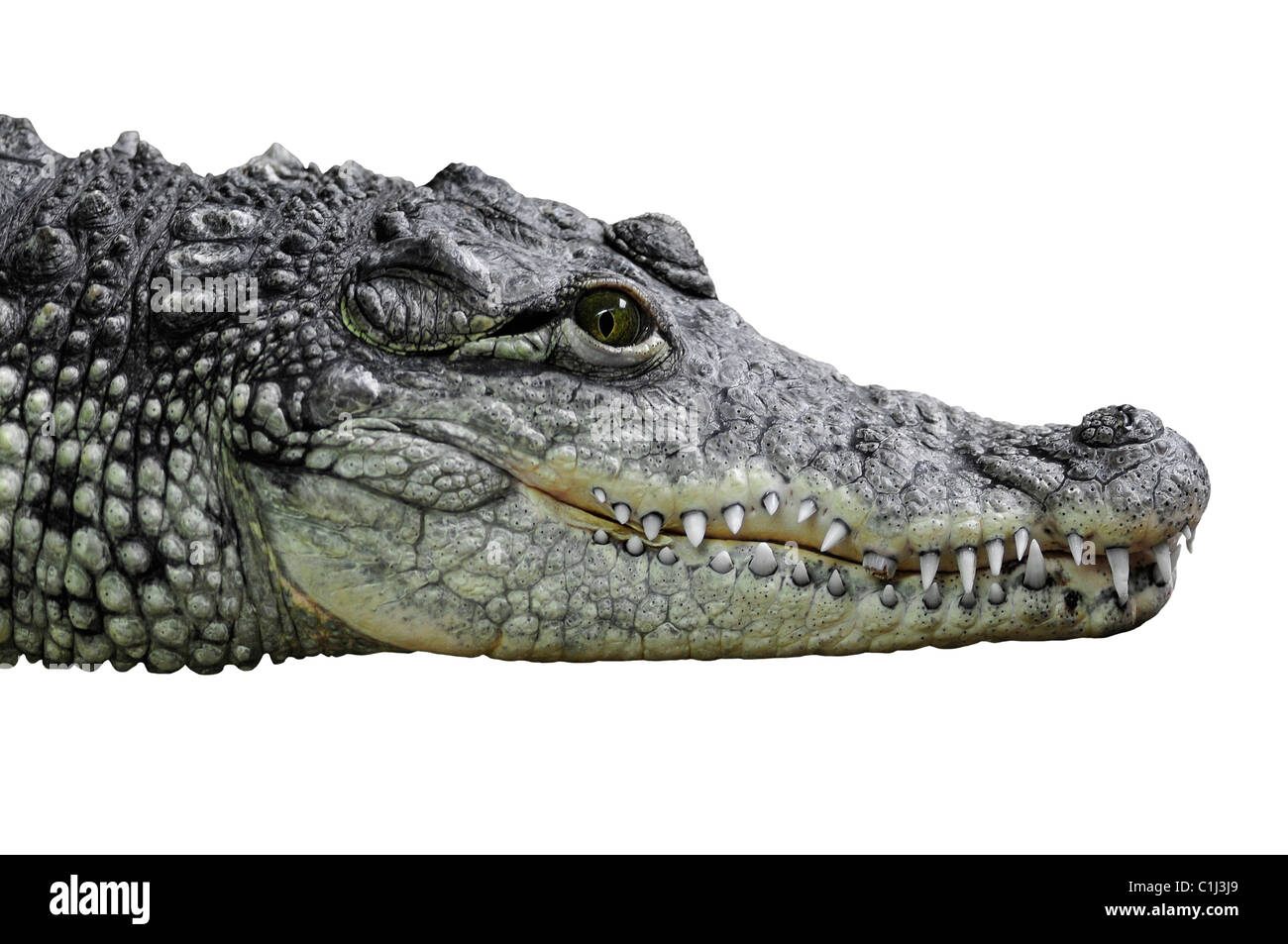 Crocodile head profile closeup hi-res stock photography and images - Alamy