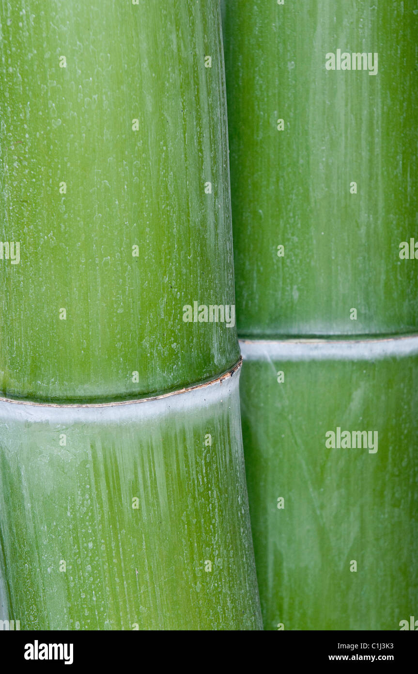 Large bamboo stalks green hi-res stock photography and images - Alamy