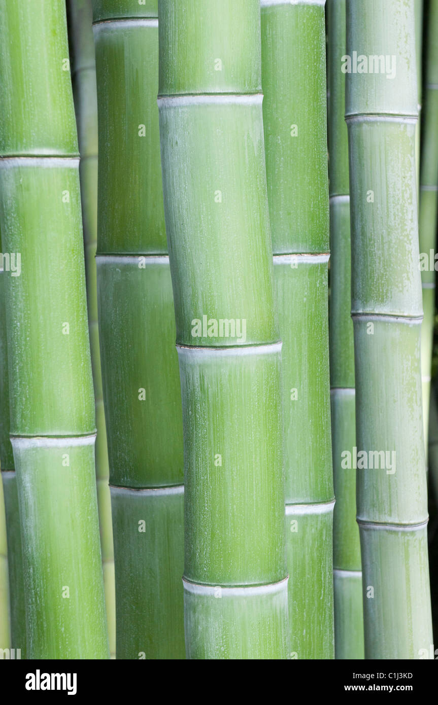 Group Of Bamboo Stalks High Resolution Stock Photography and Images - Alamy
