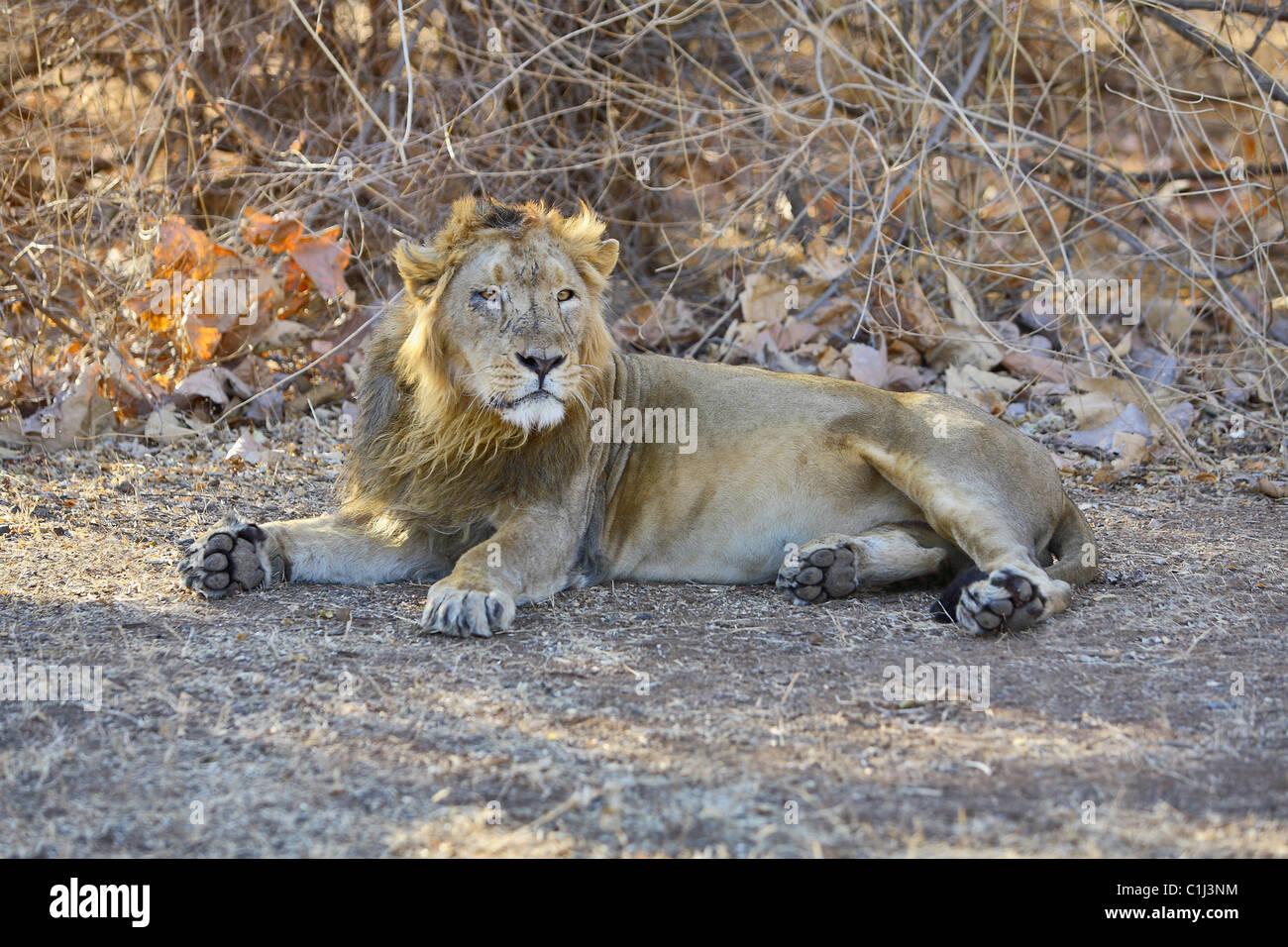 Asiatic Lion (Panthera leo persica) sitting in the forest at Gir ...