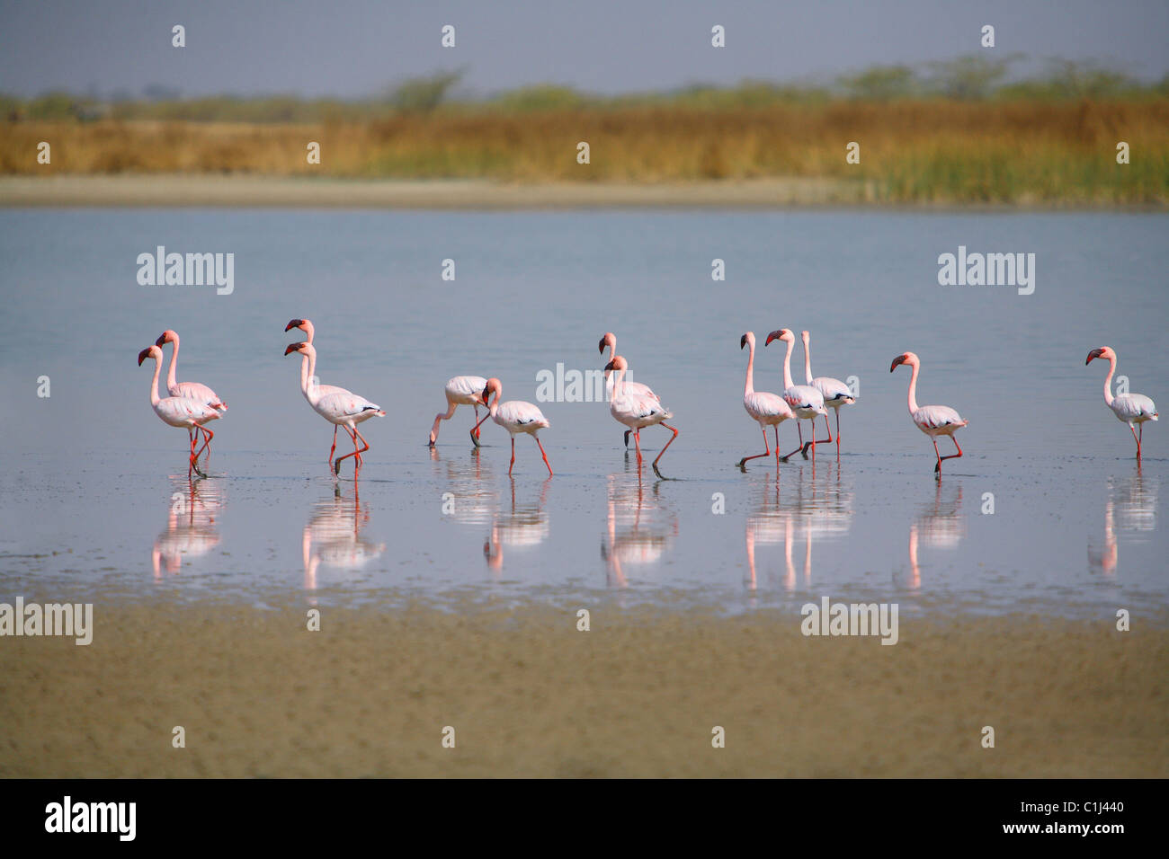 A flock of Lesser Flamingo (Phoenicopterus minor) at Little Rann of ...