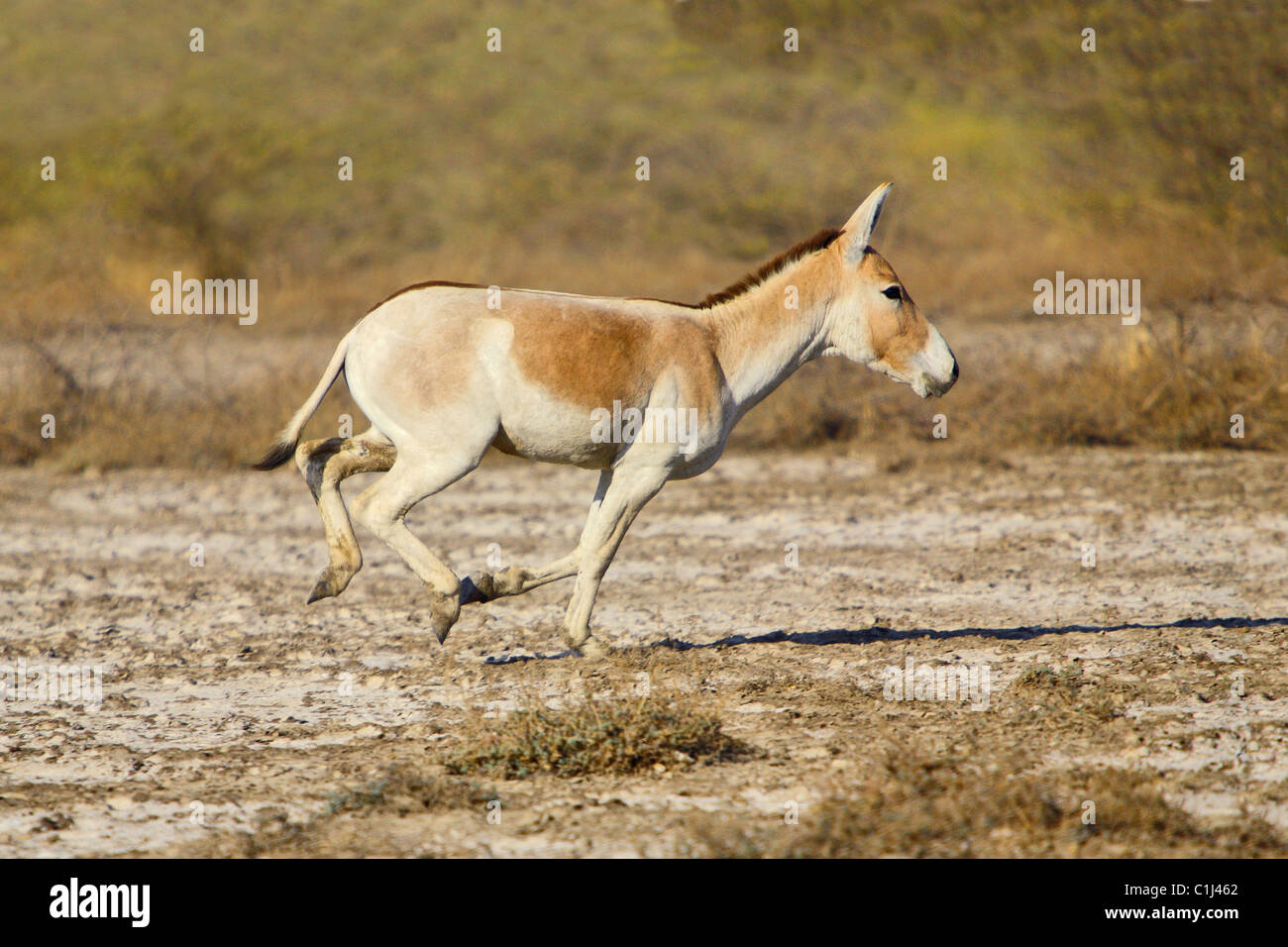 A Wild Ass (Equus hemionus khur) running at Little Rann of Kutchh ...