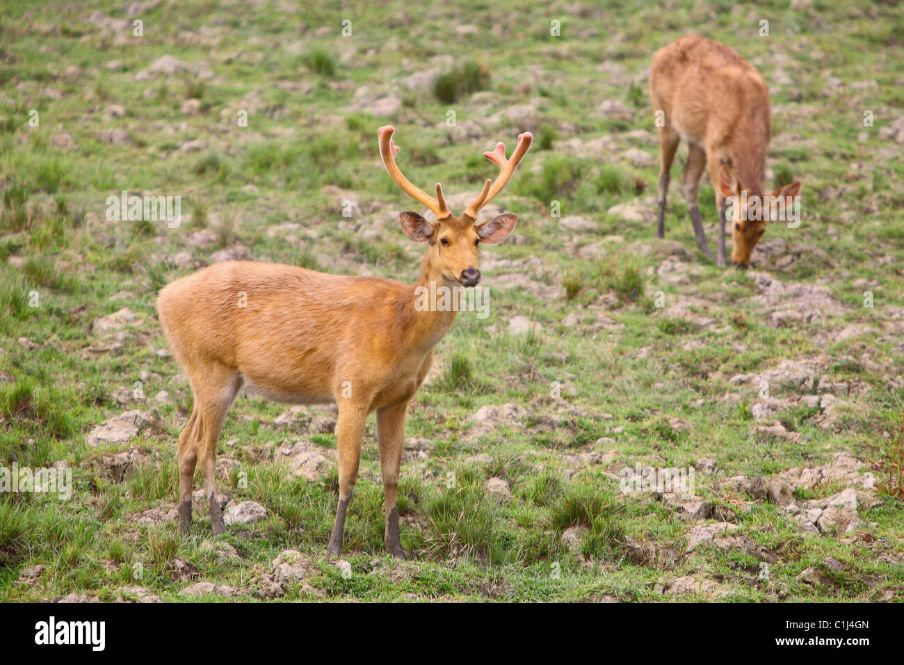 A Swamp Deer Male with horns (Cervus duvauceli) standing at Kaziranga ...