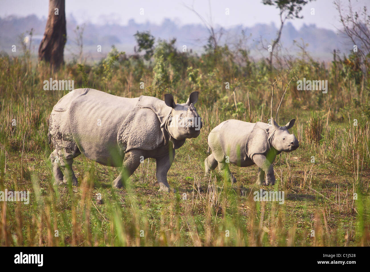 Kaziranga one horned rhino hi-res stock photography and images - Alamy