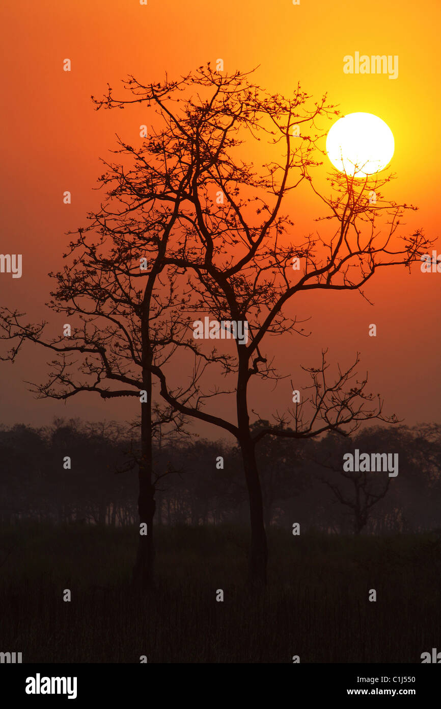 Aasam hi-res stock photography and images - Alamy