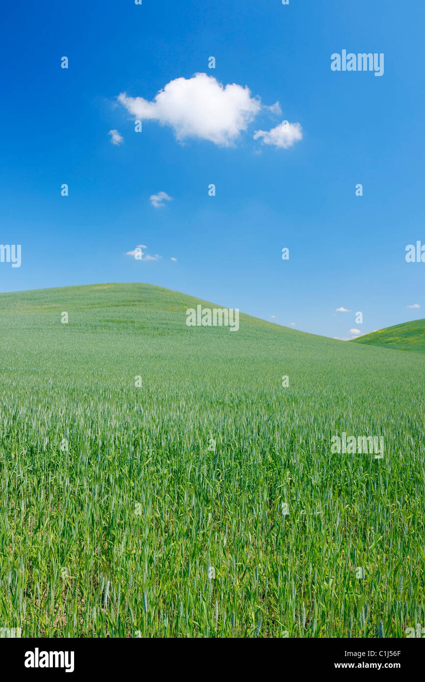 Wheat Field and Hills, Andalusia, Spain Stock Photo - Alamy