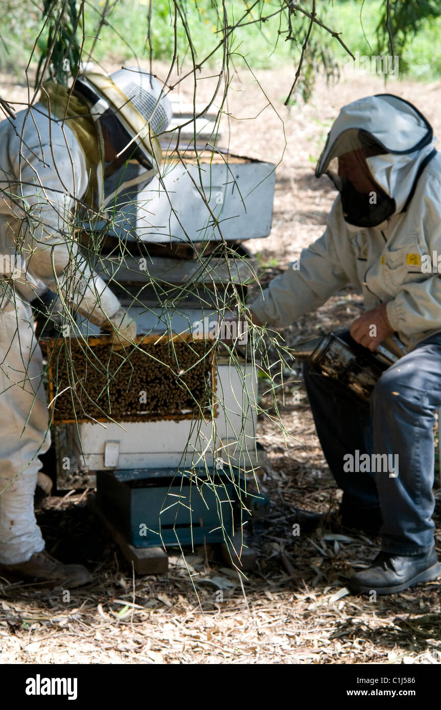 Beehives and Keepers ,Poleg nature reserve Israel Stock Photo - Alamy