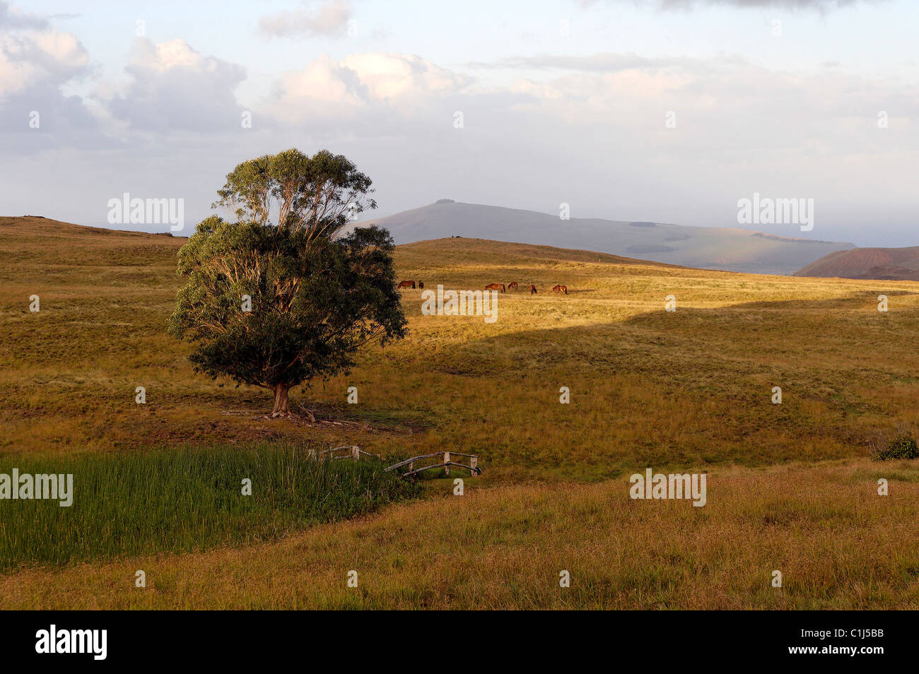 Chile Easter Island mount Terevaka the highest point on the Island lies ...