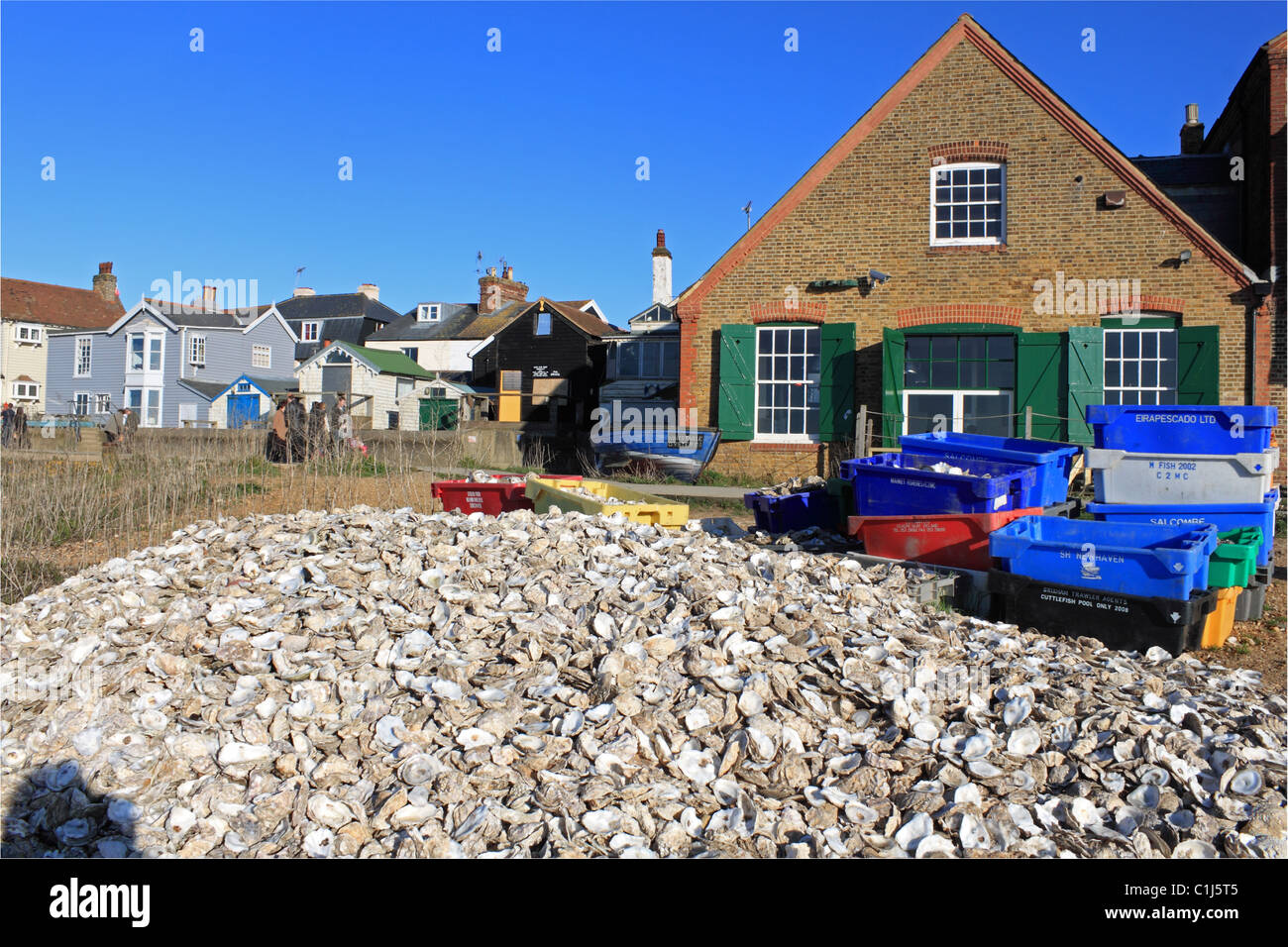 English oyster shells hi-res stock photography and images - Alamy