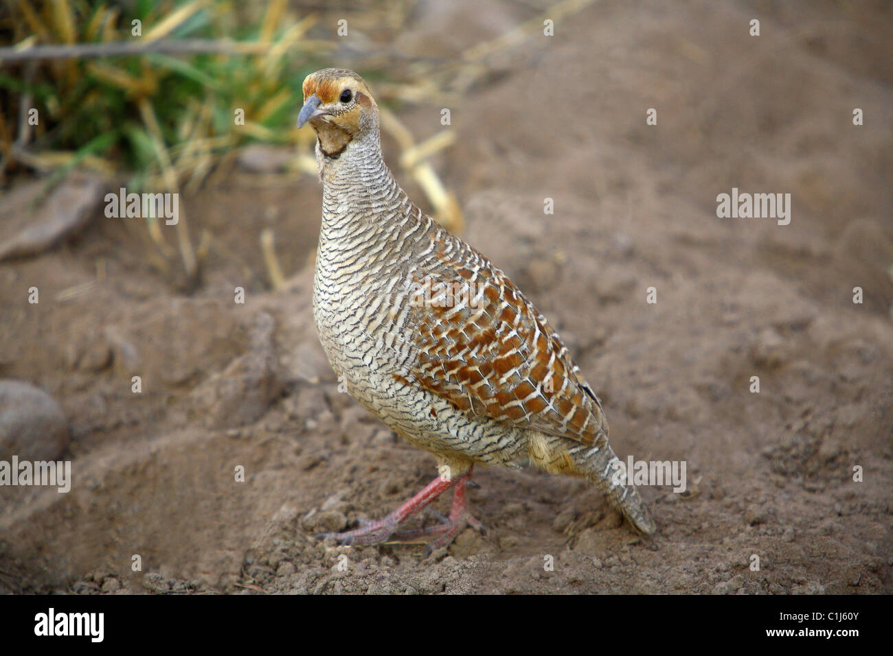 Francoline in forest hi-res stock photography and images - Alamy