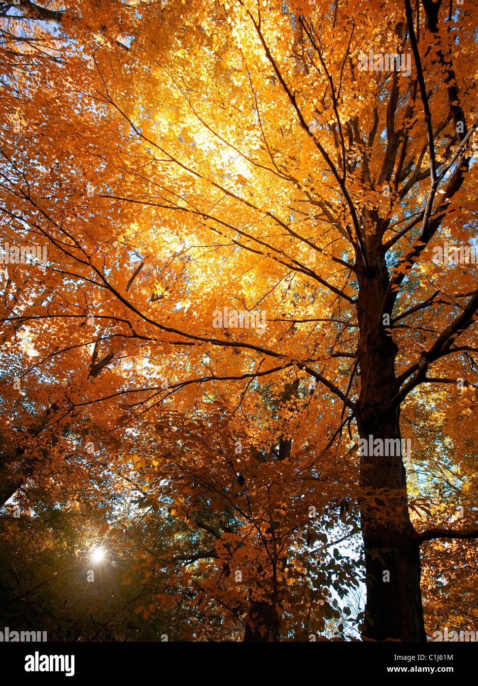 A maple tree glows with golden colors in afternoon sunshine in New ...