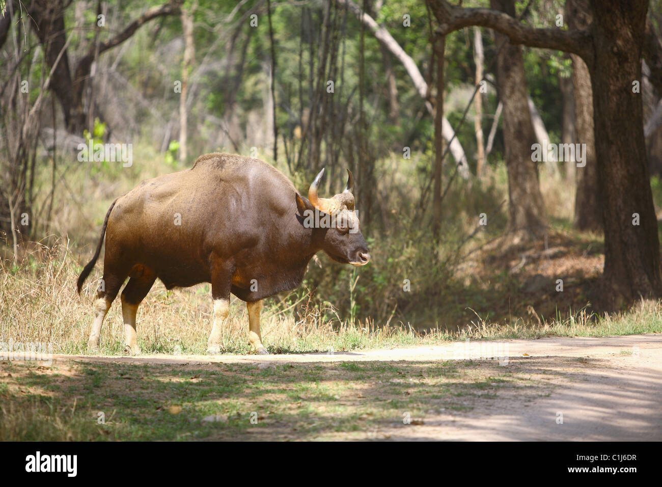 An Indian Gaur (Bos Gaurus) standing on the side of the road at Kanha ...