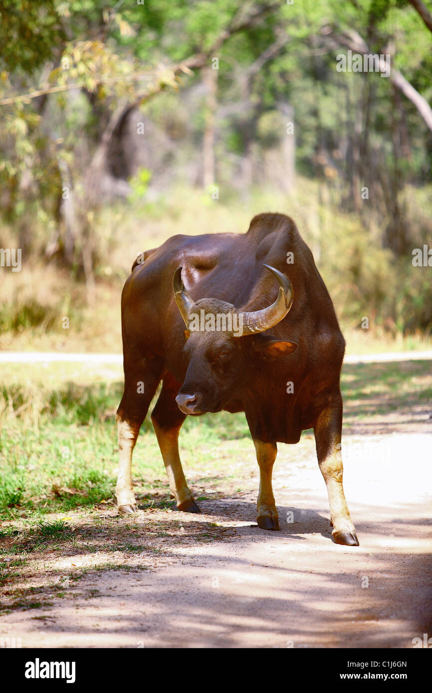 An Indian Gaur (Bos Gaurus) standing on the road and scraching at Kanha ...