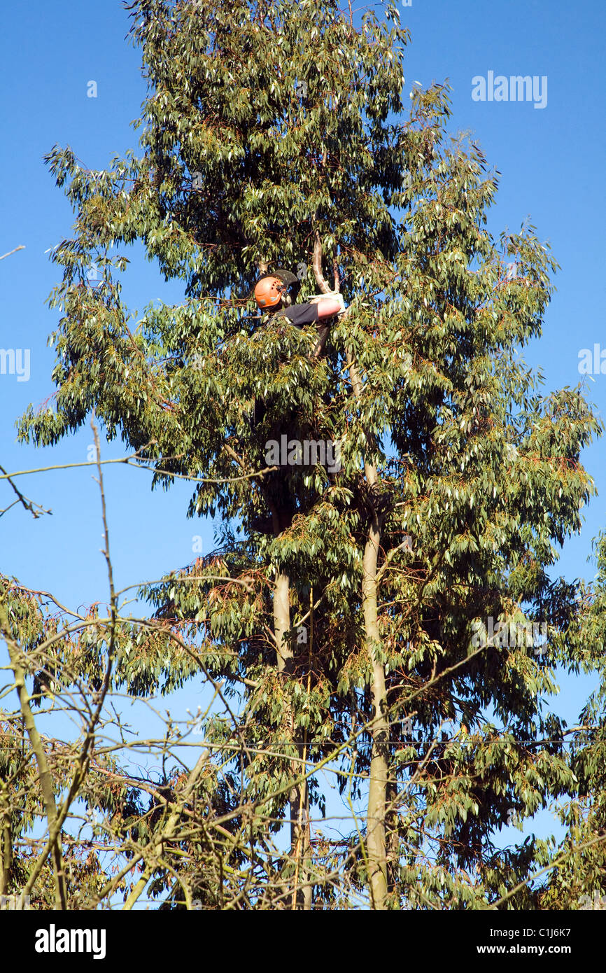Man tree surgeon chainsaw cutting trees Stock Photo - Alamy