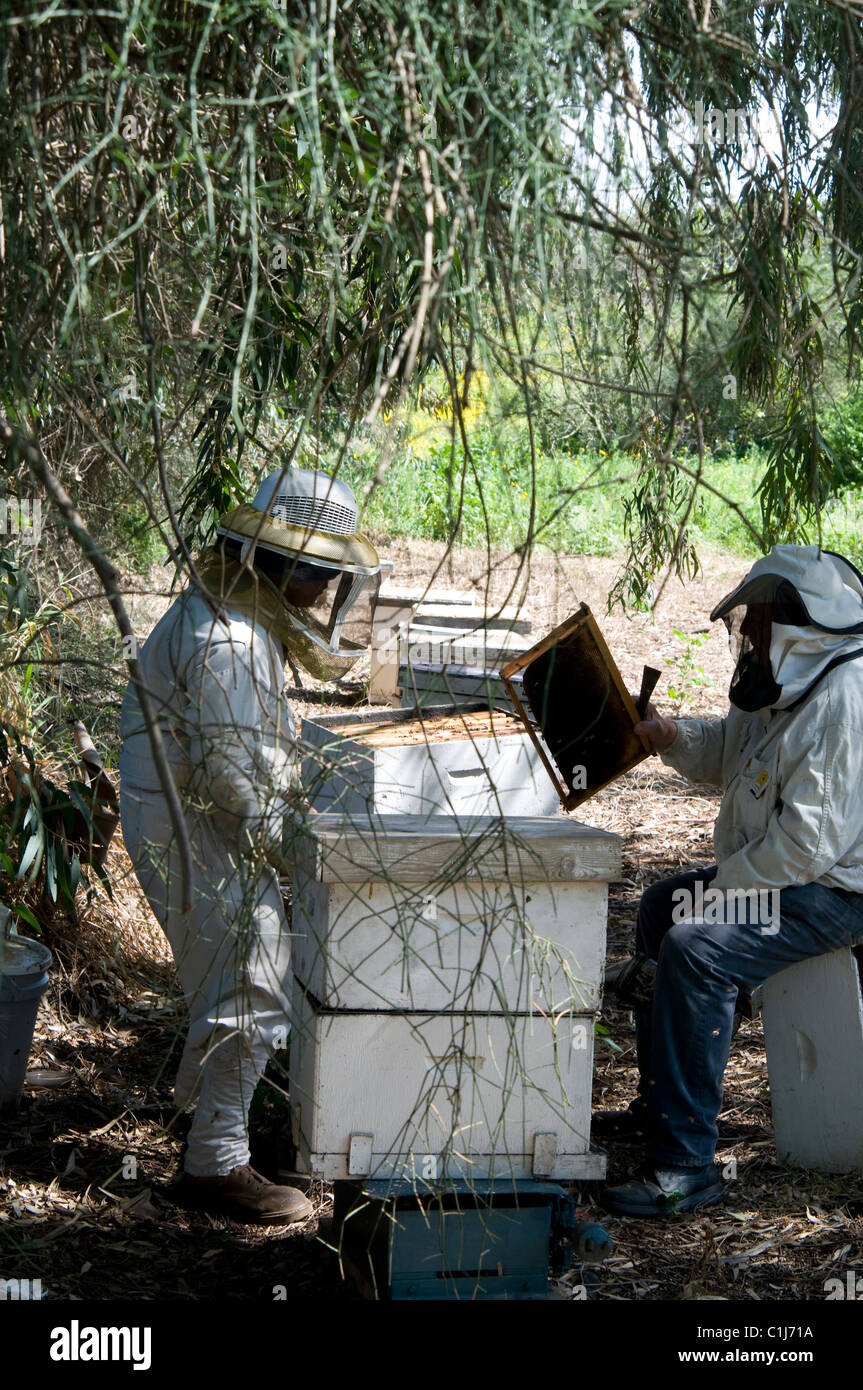 Beehives and Keepers ,Poleg nature reserve Israel Stock Photo - Alamy