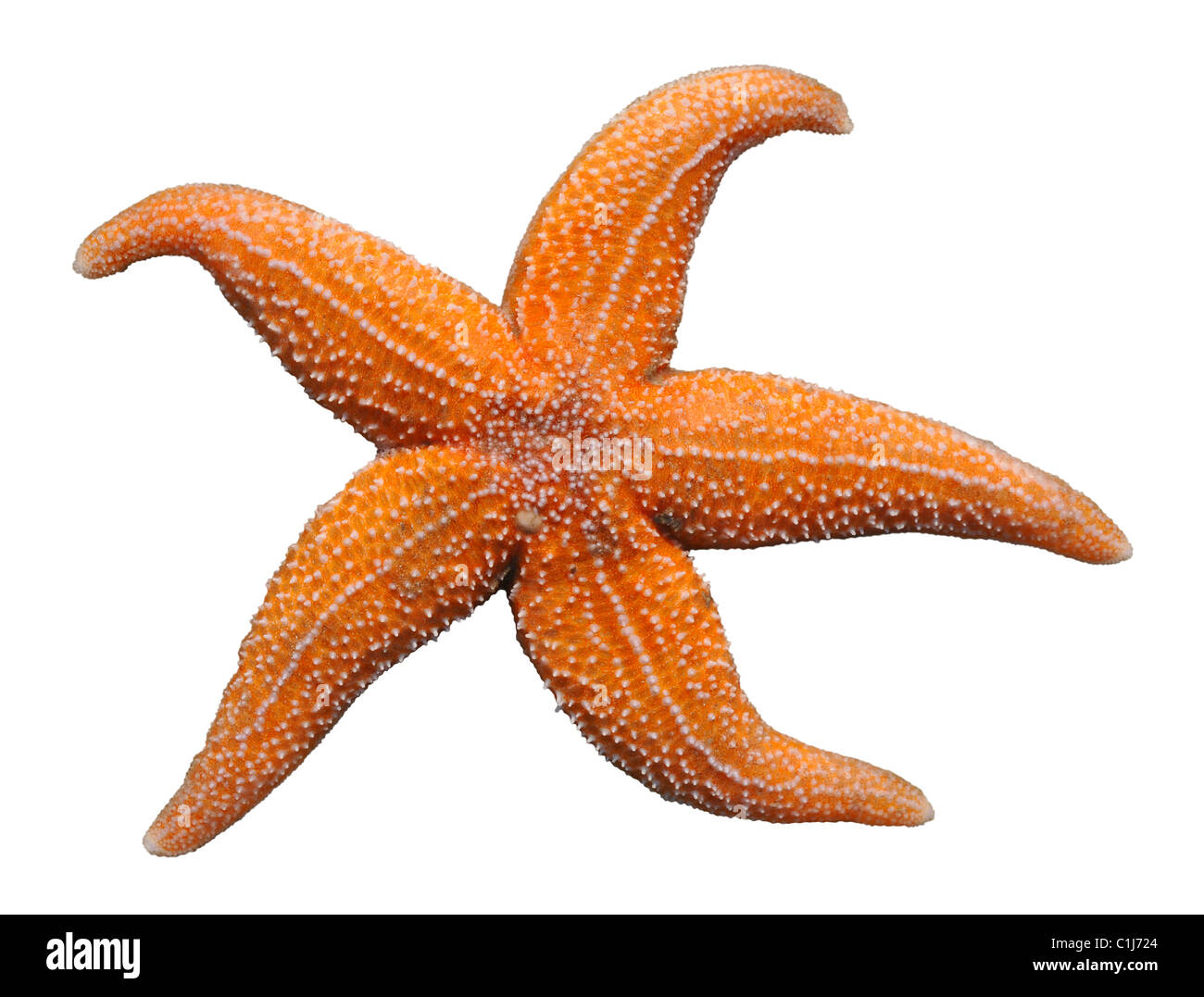 Starfish White Background